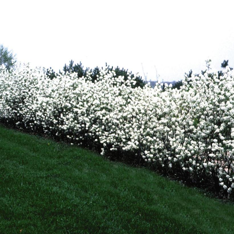 AMELANCHIER ALNIFOLIA `REGENT` - JUNEBERRY - Flower Power Farms