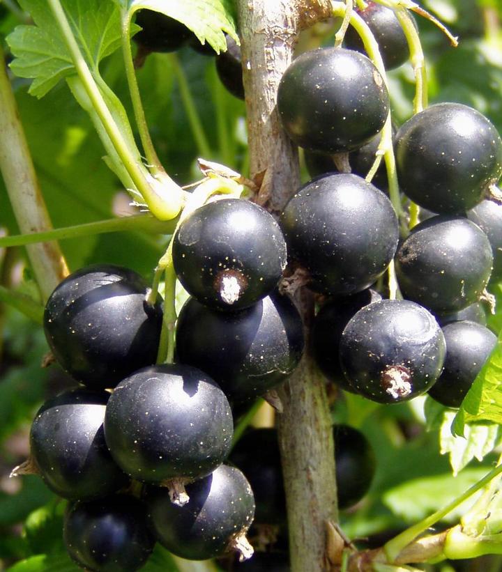 RIBES X SPP. (JOSTABERRY) - Flower Power Farms