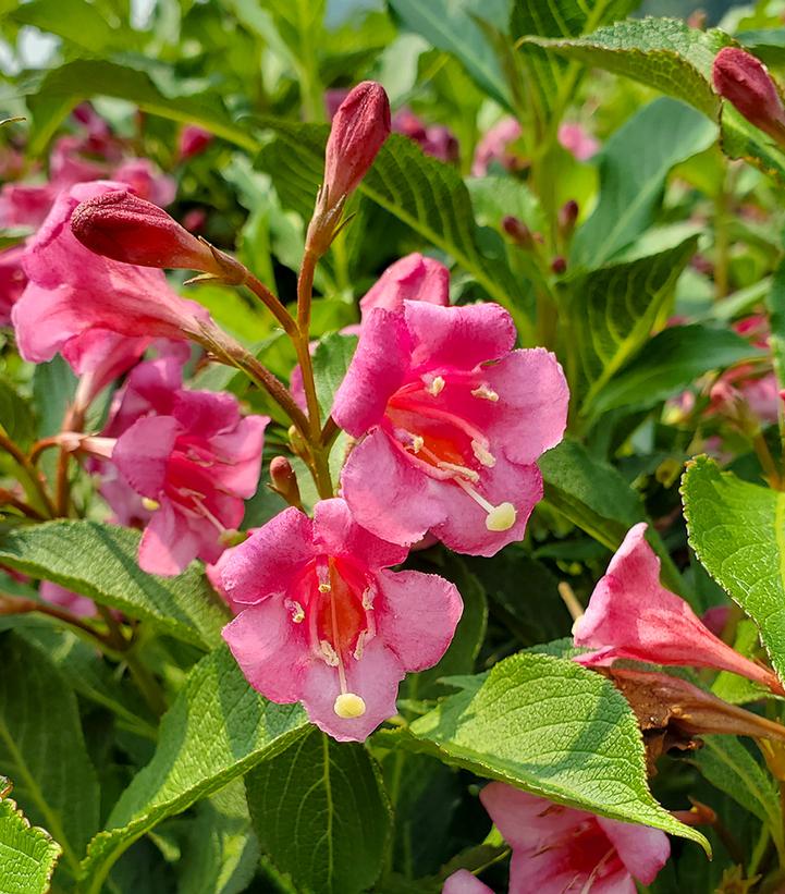 WEIGELA SNIPPET `DARK PINK` - Flower Power Farms