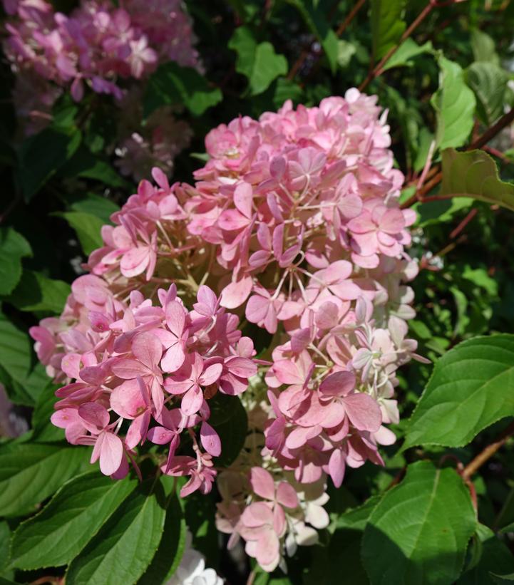 HYDRANGEA PAN. `VANILLA STRAWBERRY` - Flower Power Farms