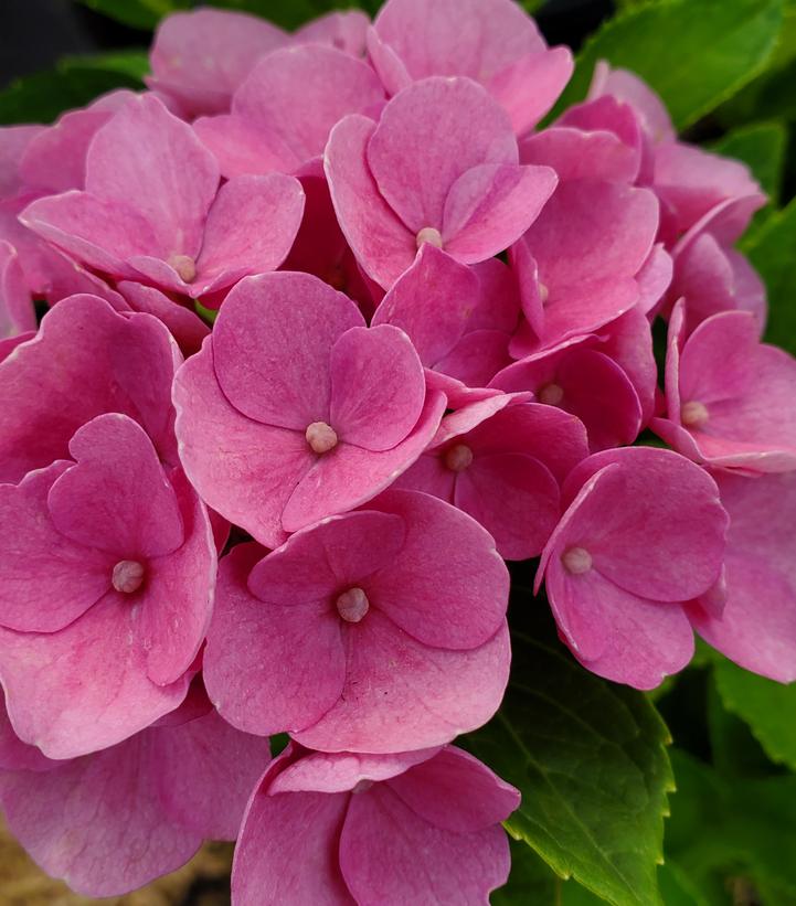 HYDRANGEA M `ELIZABETH ASHLEY` - Flower Power Farms