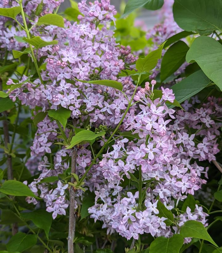 SYRINGA X HYACINTH. SCENTARA `PURA` - Flower Power Farms