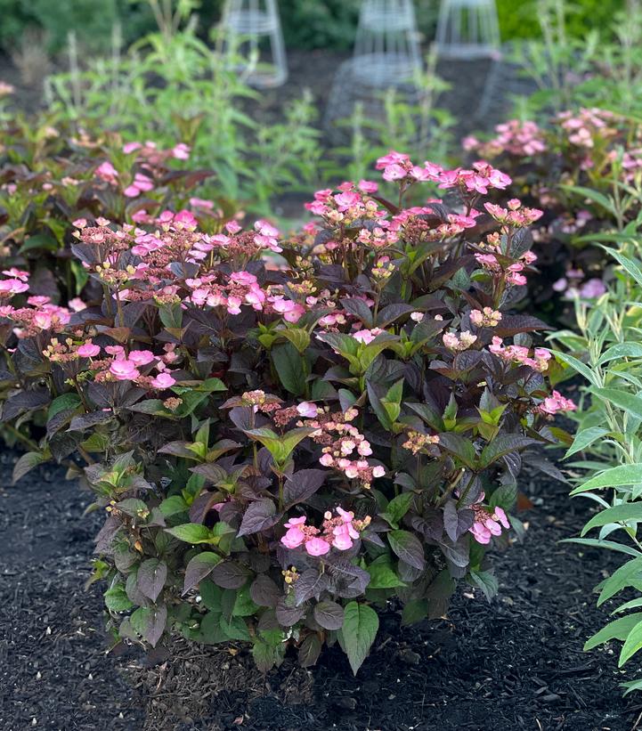 HYDRANGEA M.S. `PINK DYNAMO` - Flower Power Farms