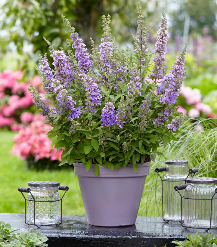 BUDDLEIA HIGH FIVE `PURPLE` - Flower Power Farms