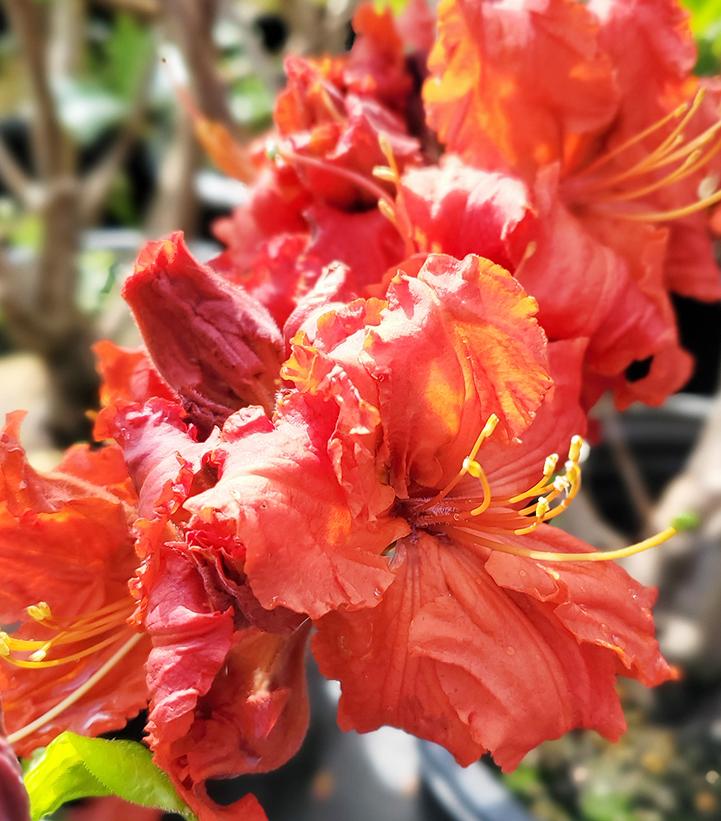 AZALEA `RED DEMON` - Flower Power Farms