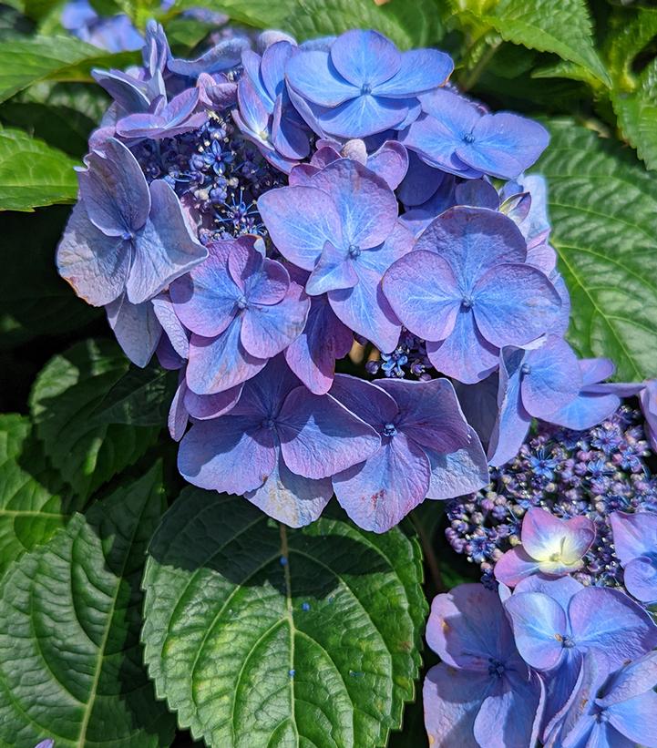 HYDRANGEA M `E.S.POP STAR` - Flower Power Farms