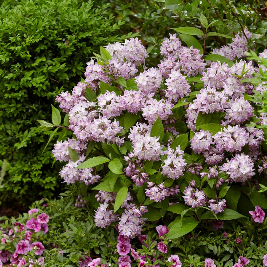DEUTZIA X `RASPBERRY SUNDAE` - Flower Power Farms