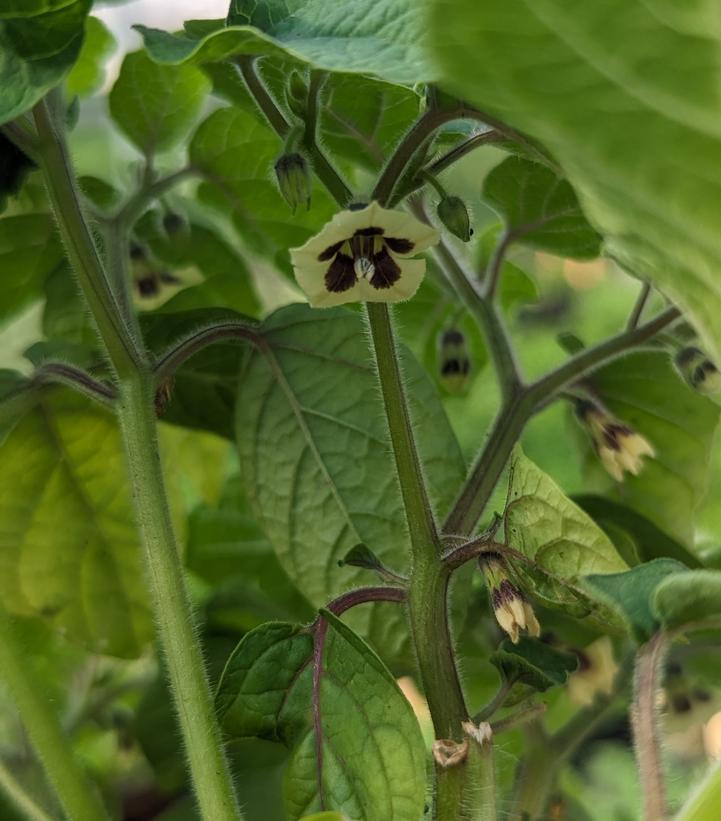 PHYSALIS PRUINOSA - GROUND CHERRY - Flower Power Farms